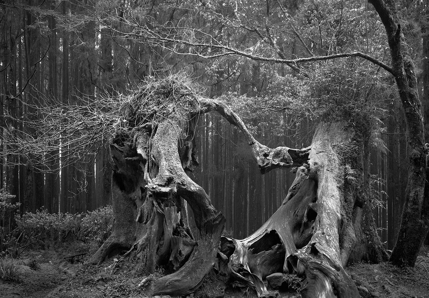 The Forest of Hoia Baciu Where the Devil Lives - Horror d'Elite